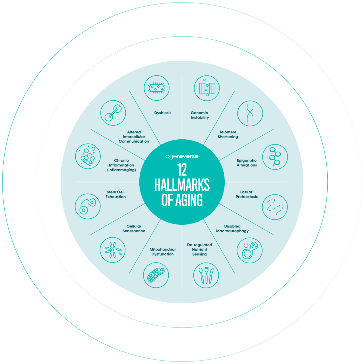12 Hallmarks of Aging – Understanding the Biology of Longevity