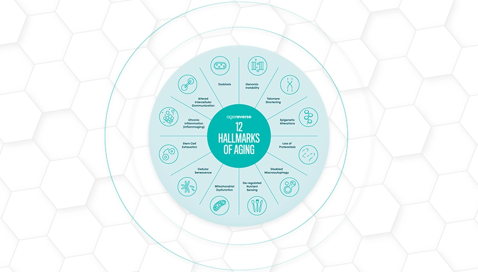 12 Hallmarks of Aging – Understanding the Biology of Longevity